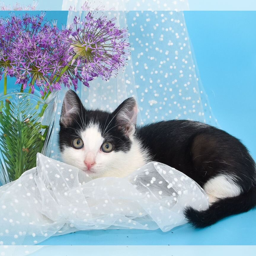 Котёнок в добрые руки