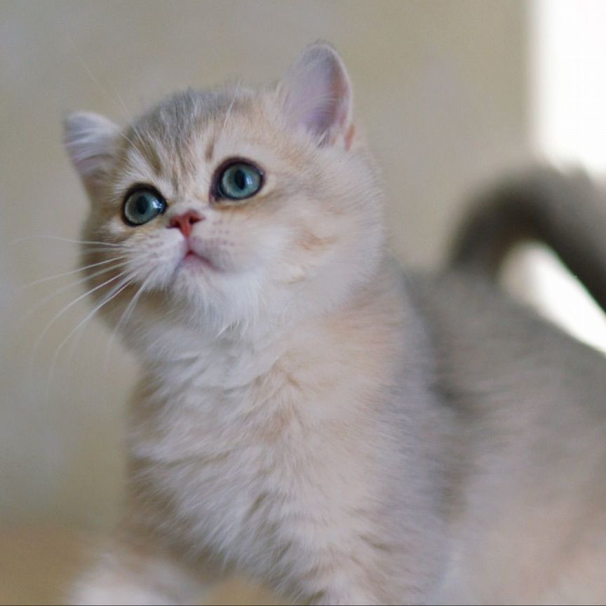 Британские котята