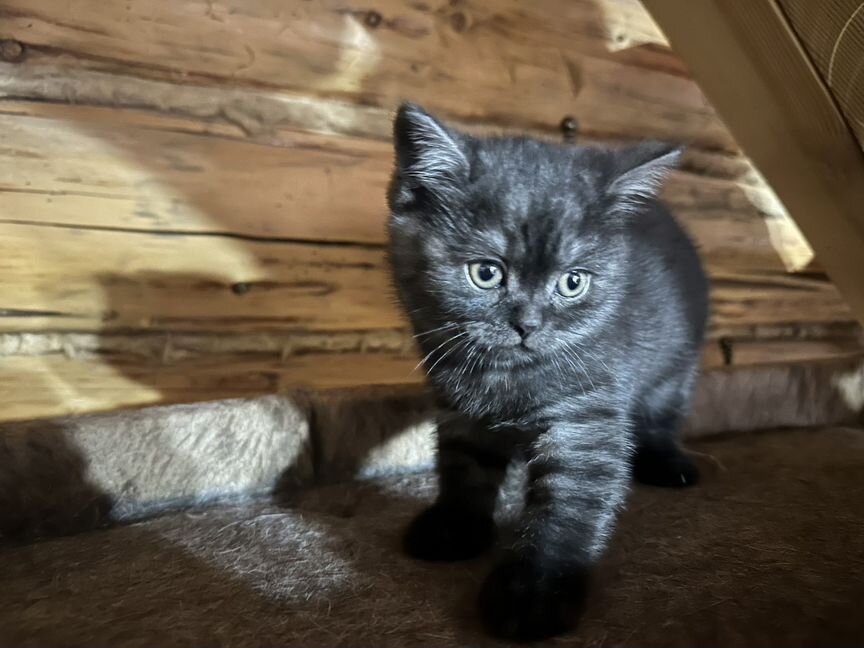 Шатланские котята