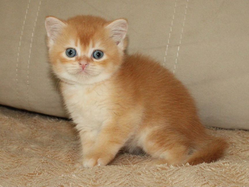 Британский мальчик