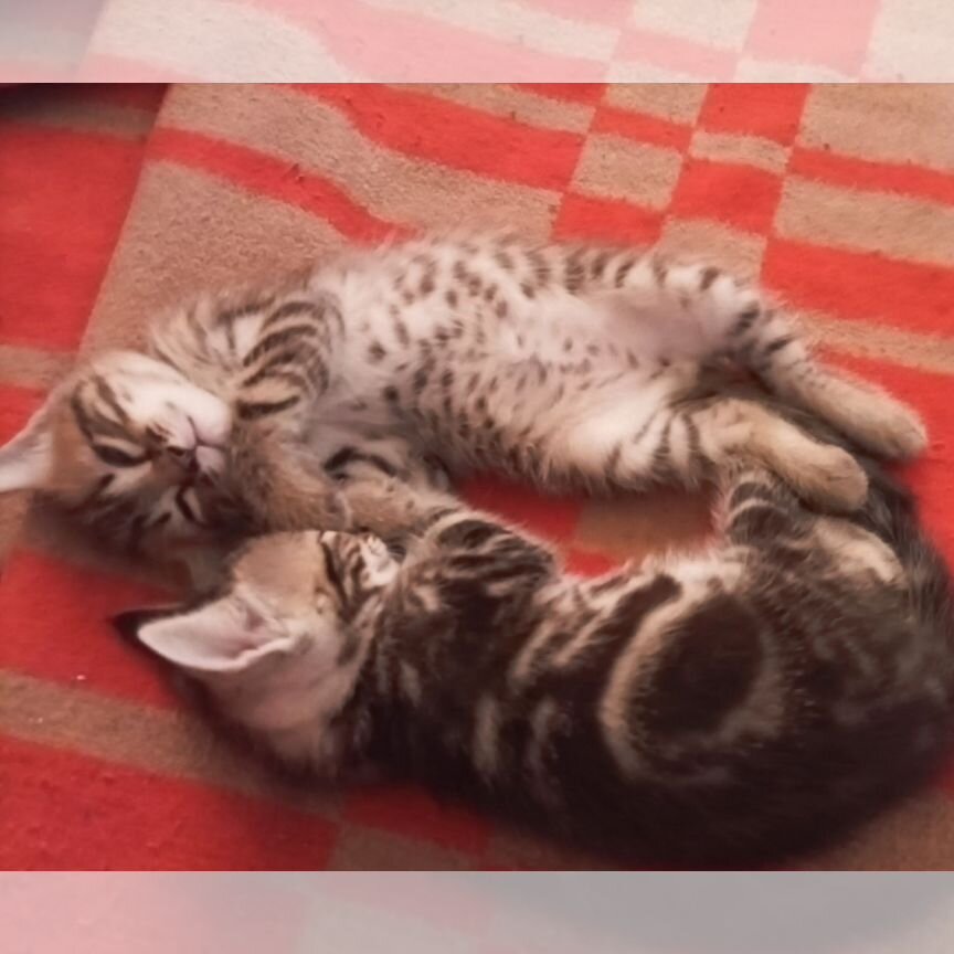 Котята в добрые руки