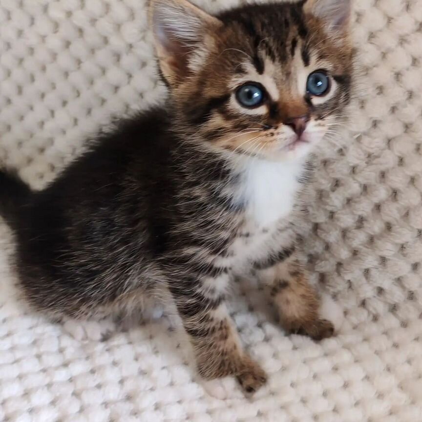 Котёнок в добрые руки