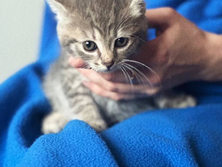 Серенькие девочки котятки