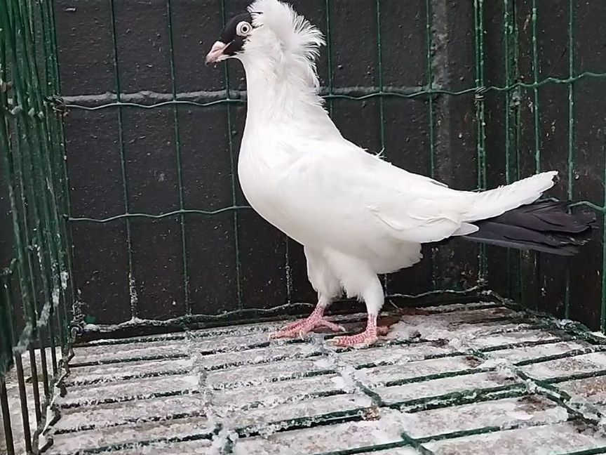 Голубь монах самец