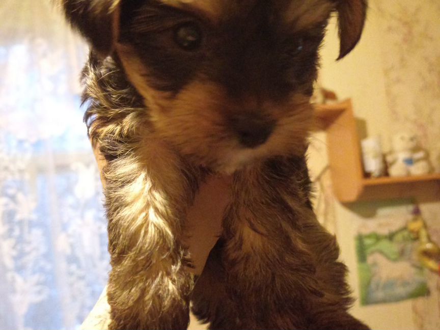 Щенок смесь йорк терьер и чихуахуа