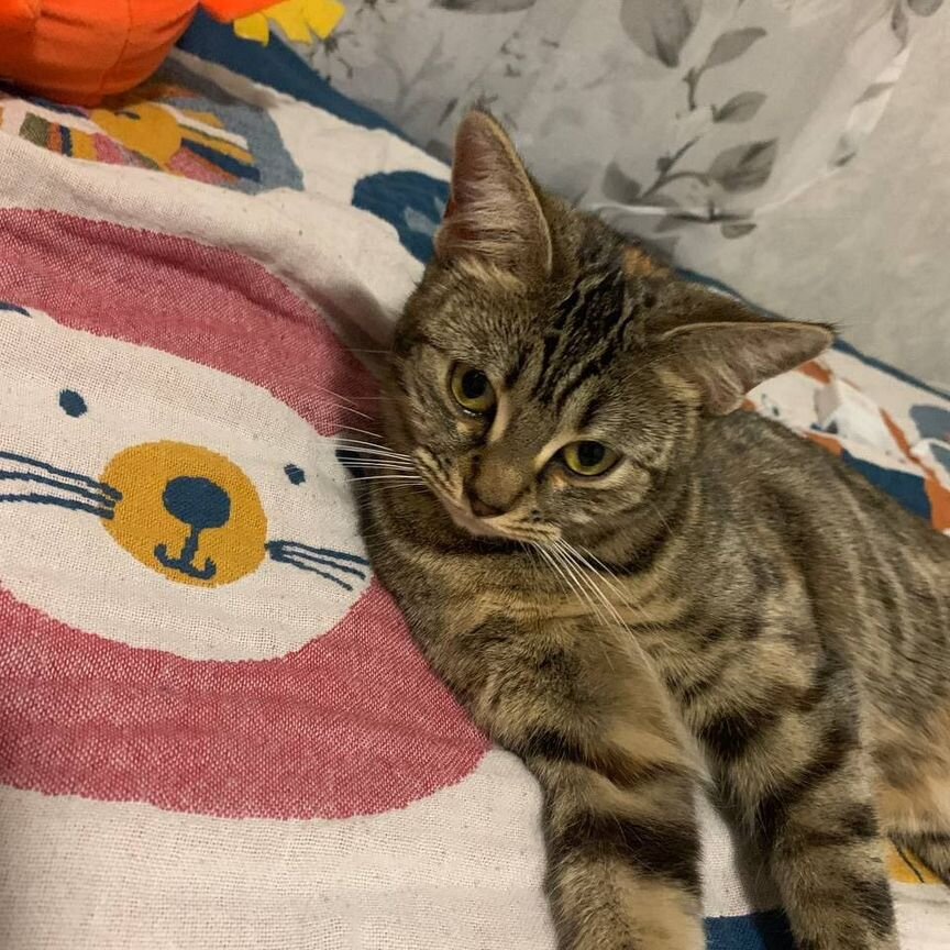 Отдам кошечку в добрые руки