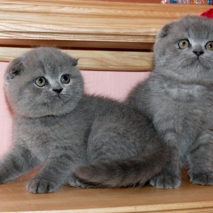 Вислоухие котята