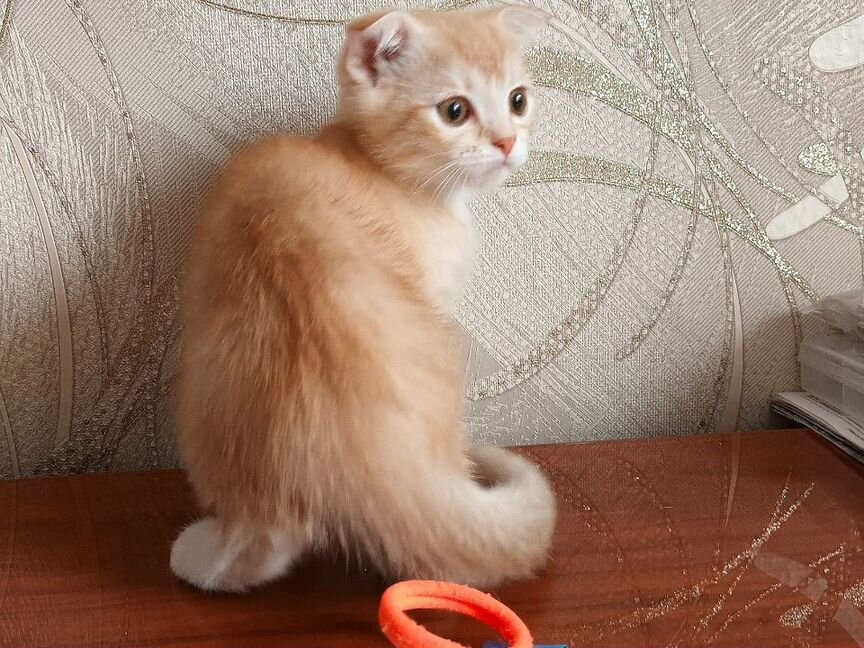 Котик метис