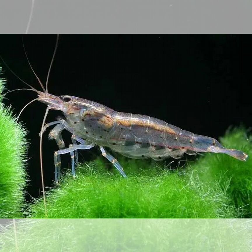 Креветки амано