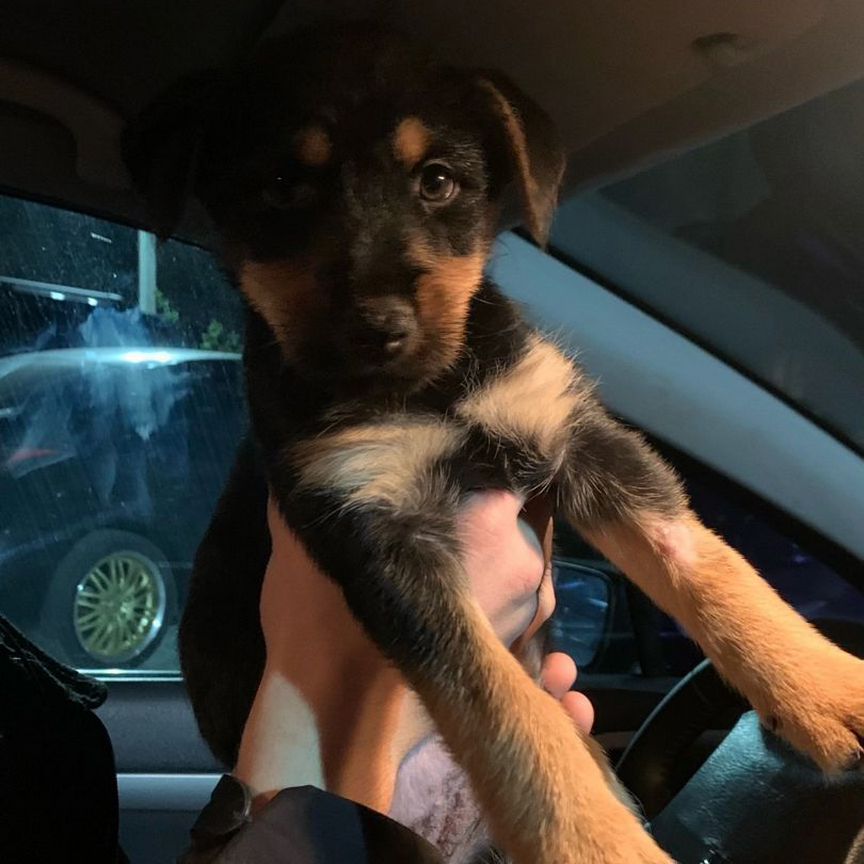 Щенок в добрые руки бесплатно