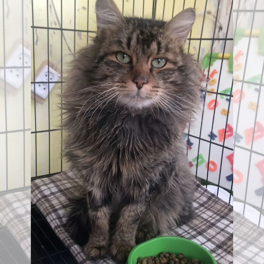 Взрослый кот в добрые руки