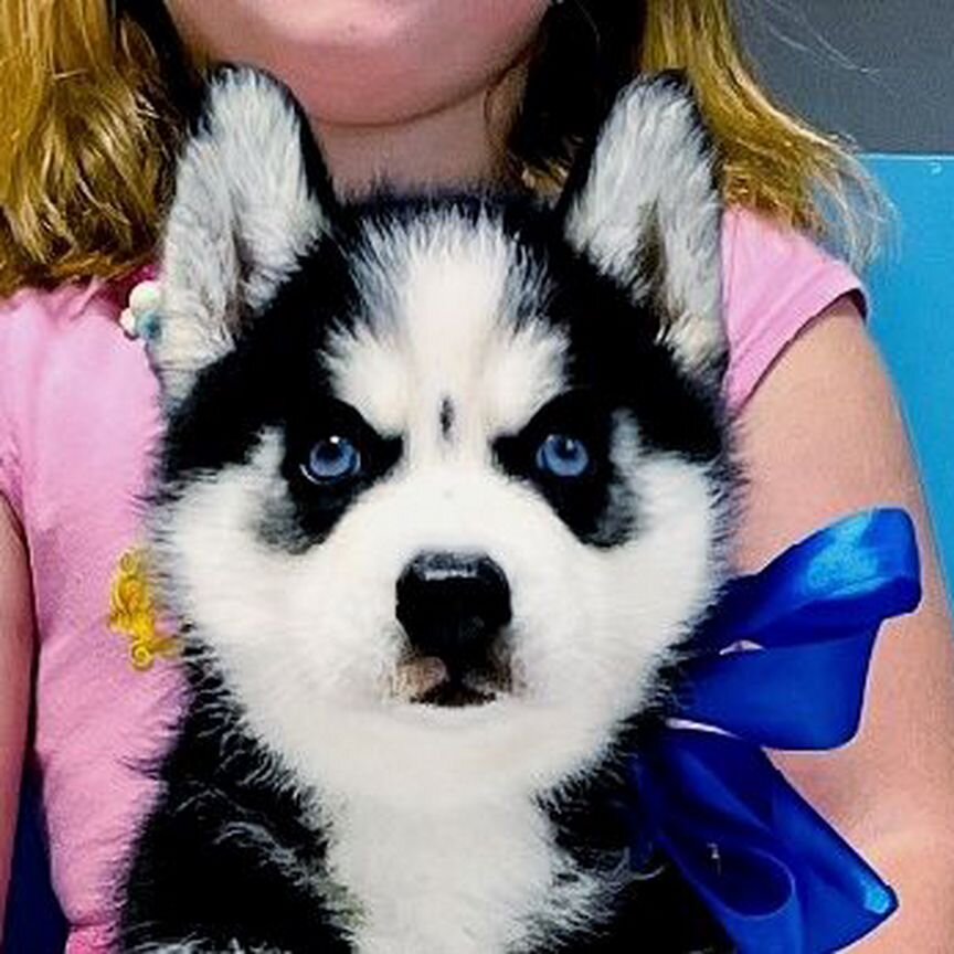 Щенки прелестные хаски