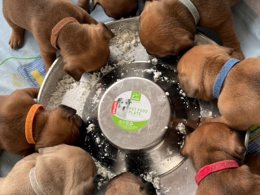 Щенки французского будьдога