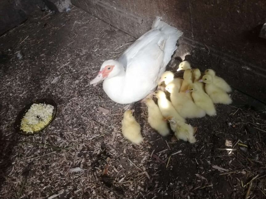 Индоутка с утятами