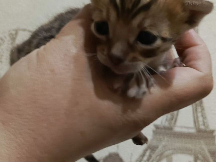 Бенгальские котята