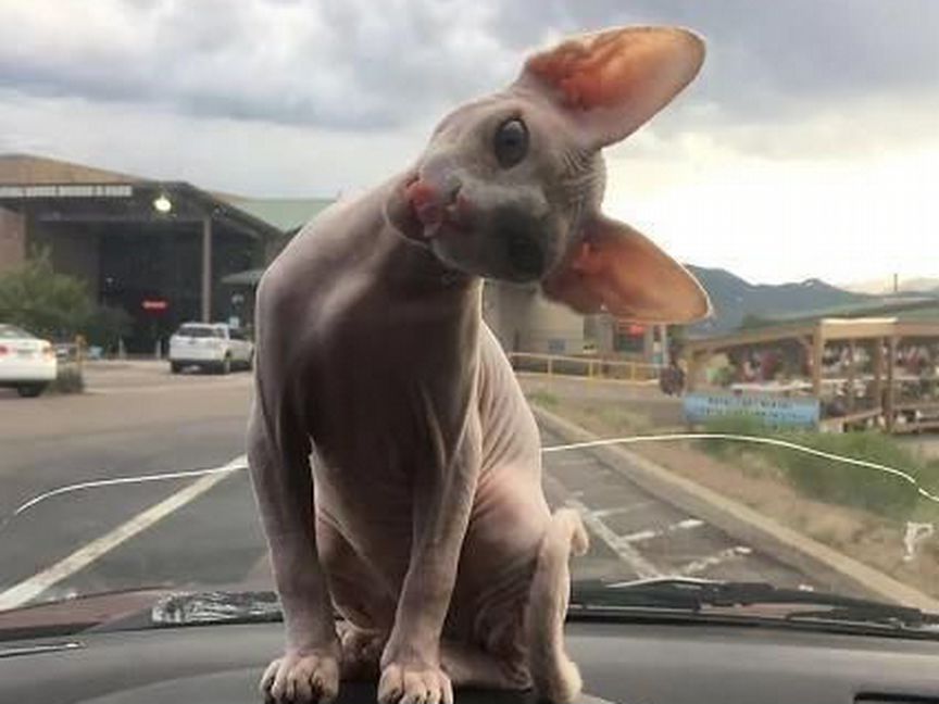 Отдам котенка Сфинкса