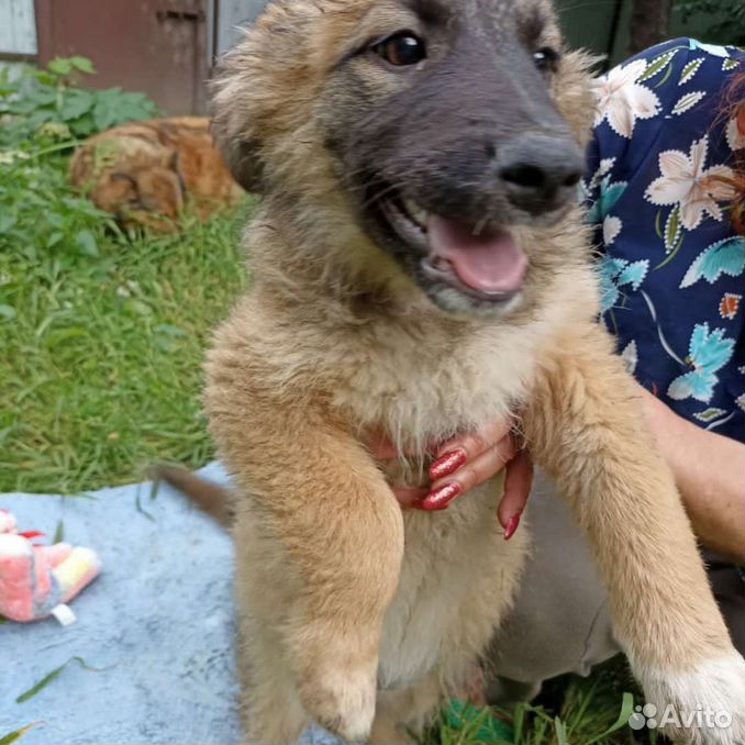 Ирма ищет дом