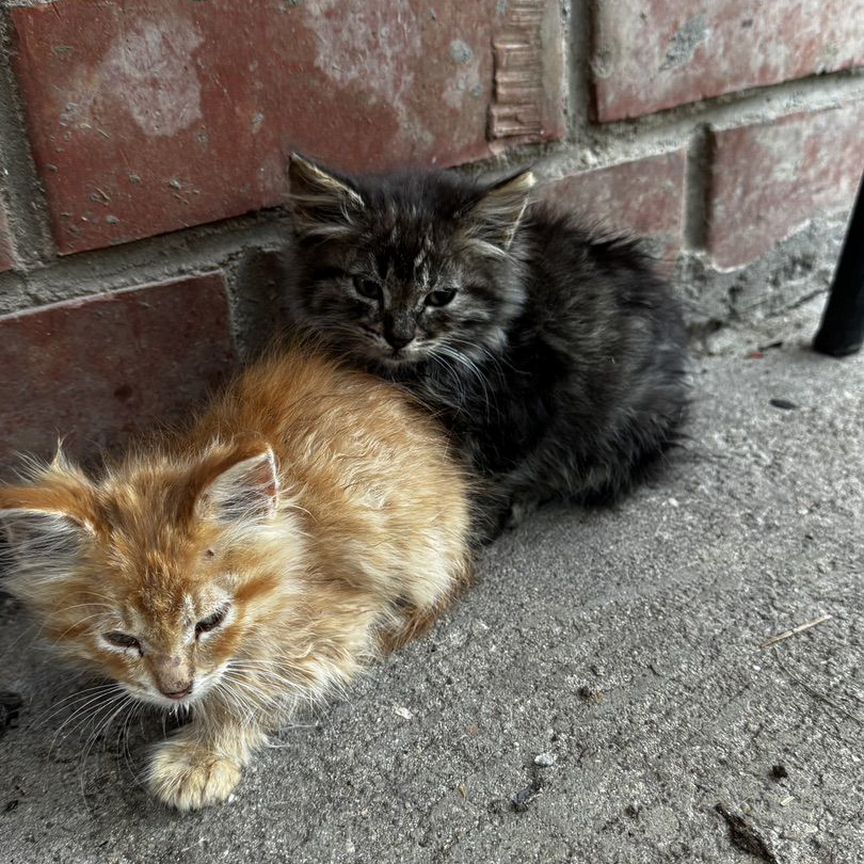 Отдам в добрые рури котят