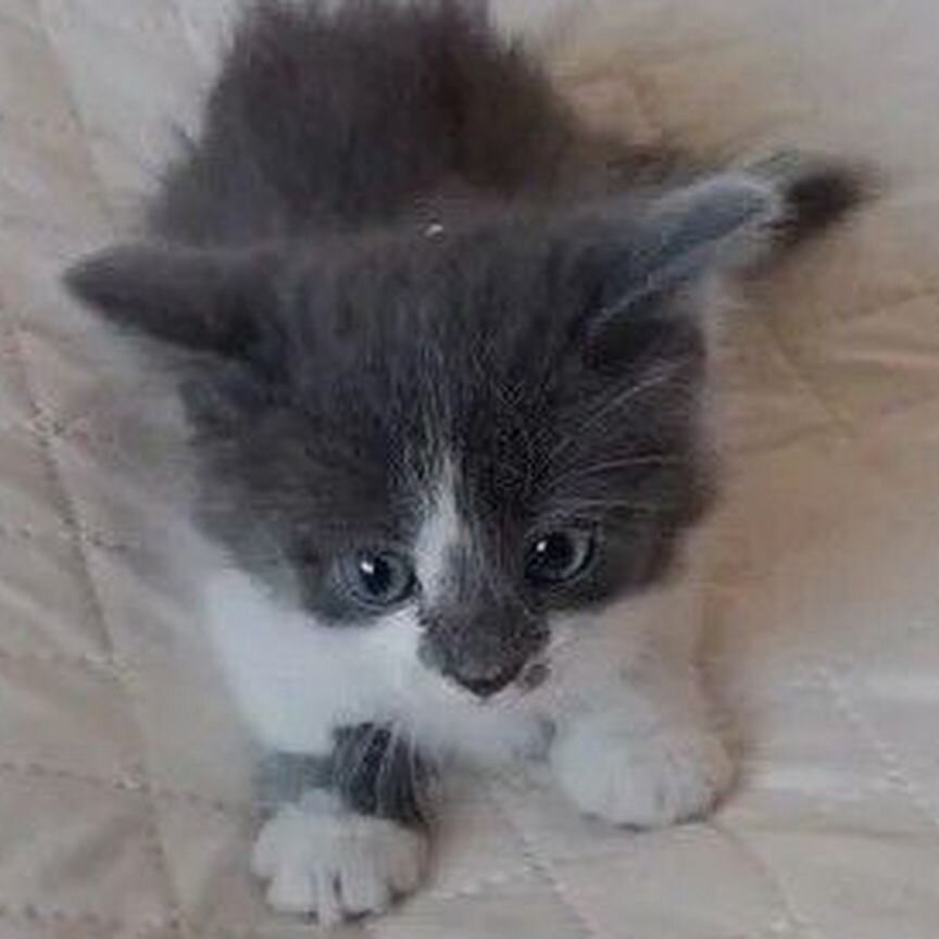 Котёнок от частного владельца