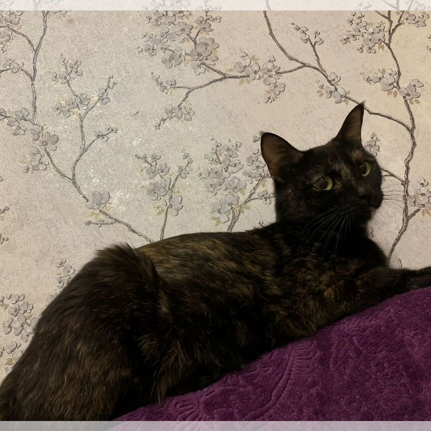 Взрослая, кошка в добрые руки