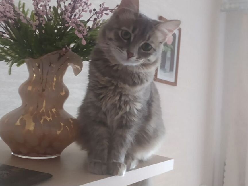 Милая кошечка Варя