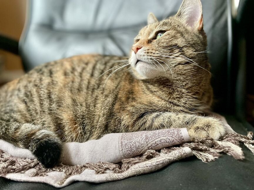 Кошечка Маруся в добрые руки