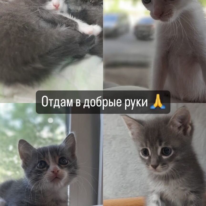 Котята