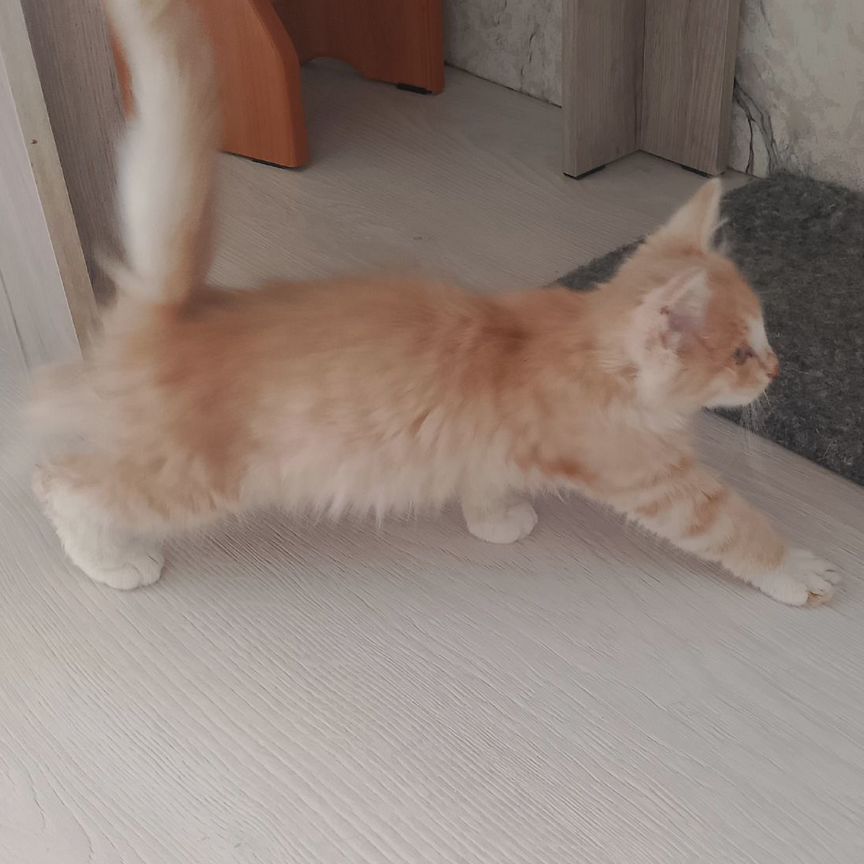Отдам котёнка в добрые руки