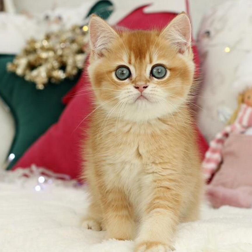 Британский котенок Патрик