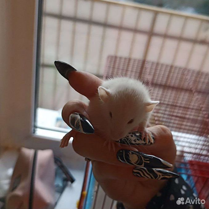 Крысы декоративные альбиносы