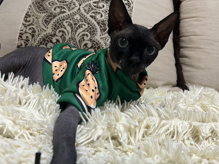 Канадский сфинкс