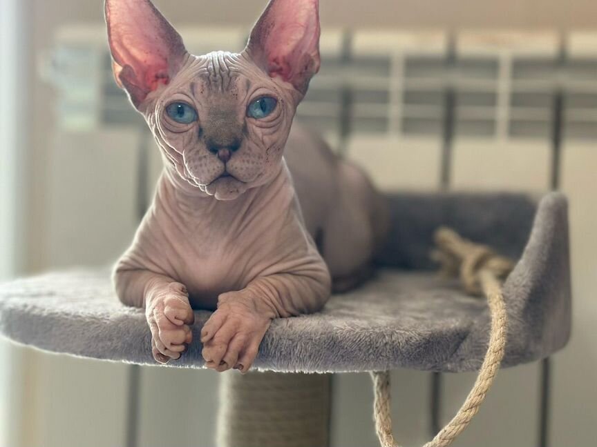 Бамбино котик
