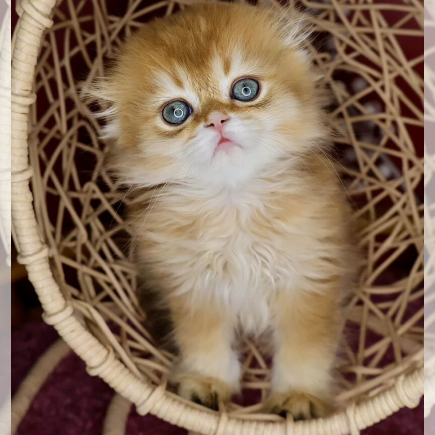 Шотландский вислоухий длинношёрстный котёнок