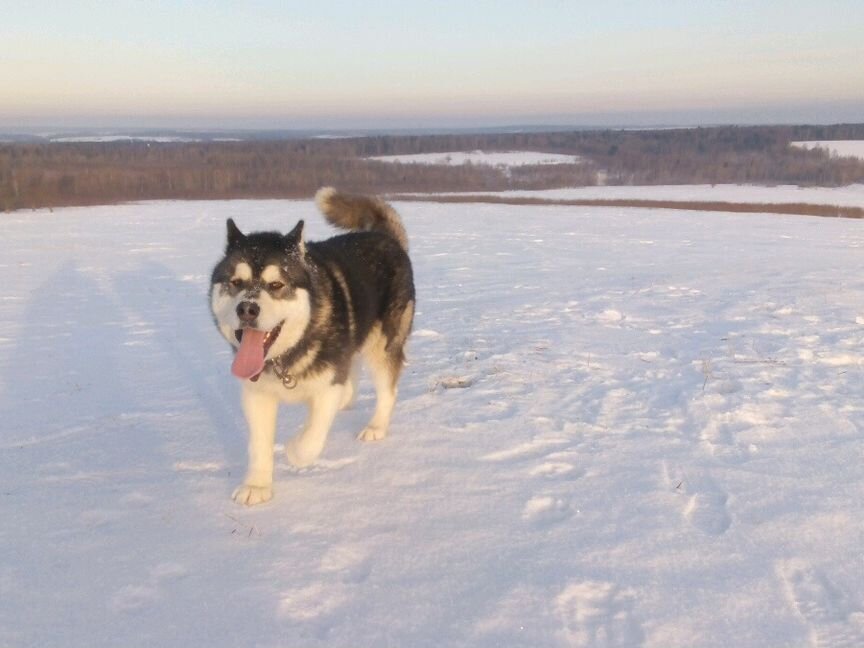 Вязка- кобель Аляскинский Маламут