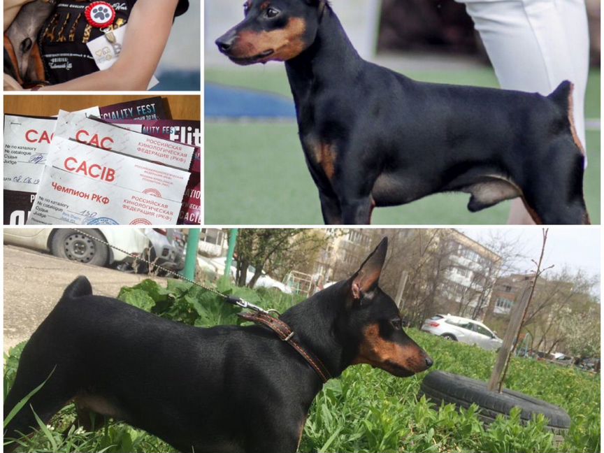 Щенки цвергпинчера