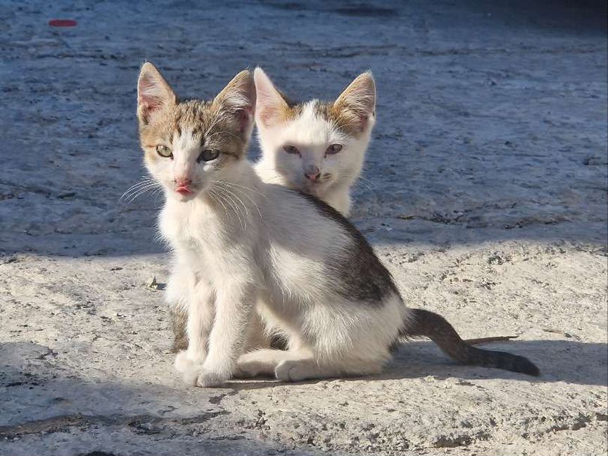 Отдам котят В хороши руки