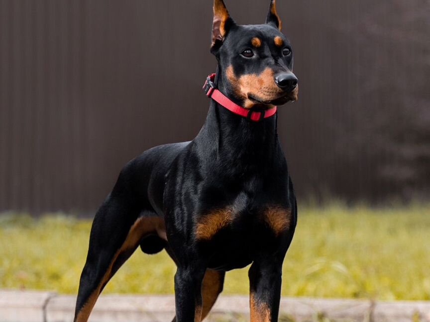 Немецкий пинчер кобель для вязки