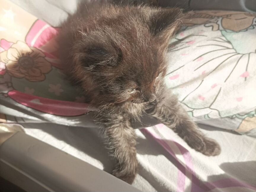 Домашние животные котёнок