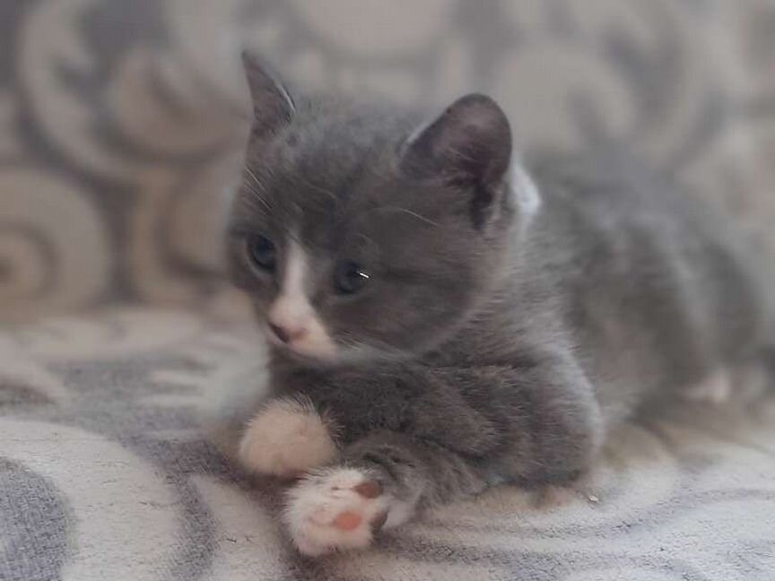 Подарю котят