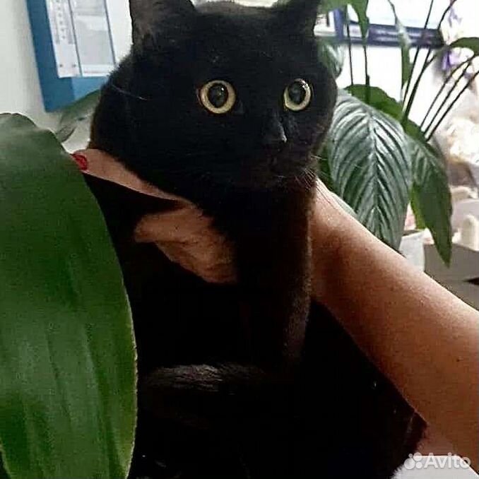 Ласковая кошечка Соня
