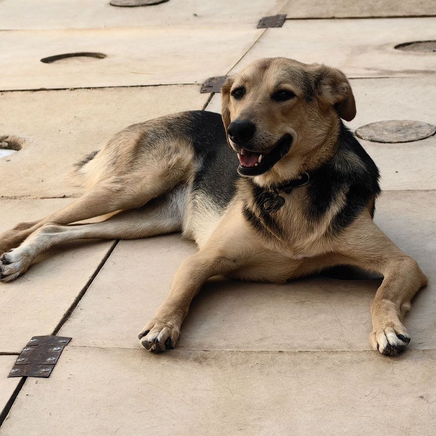 В добрые руки Зара