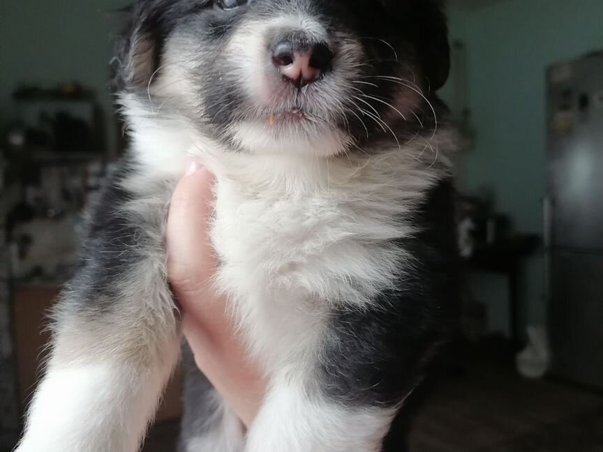 Собака