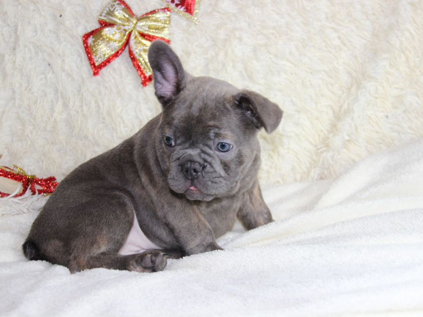 Французский бульдог