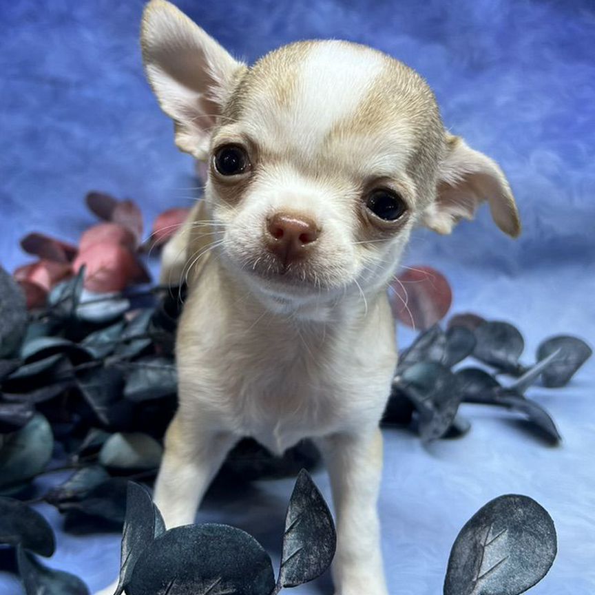 Щенки чихуахуа