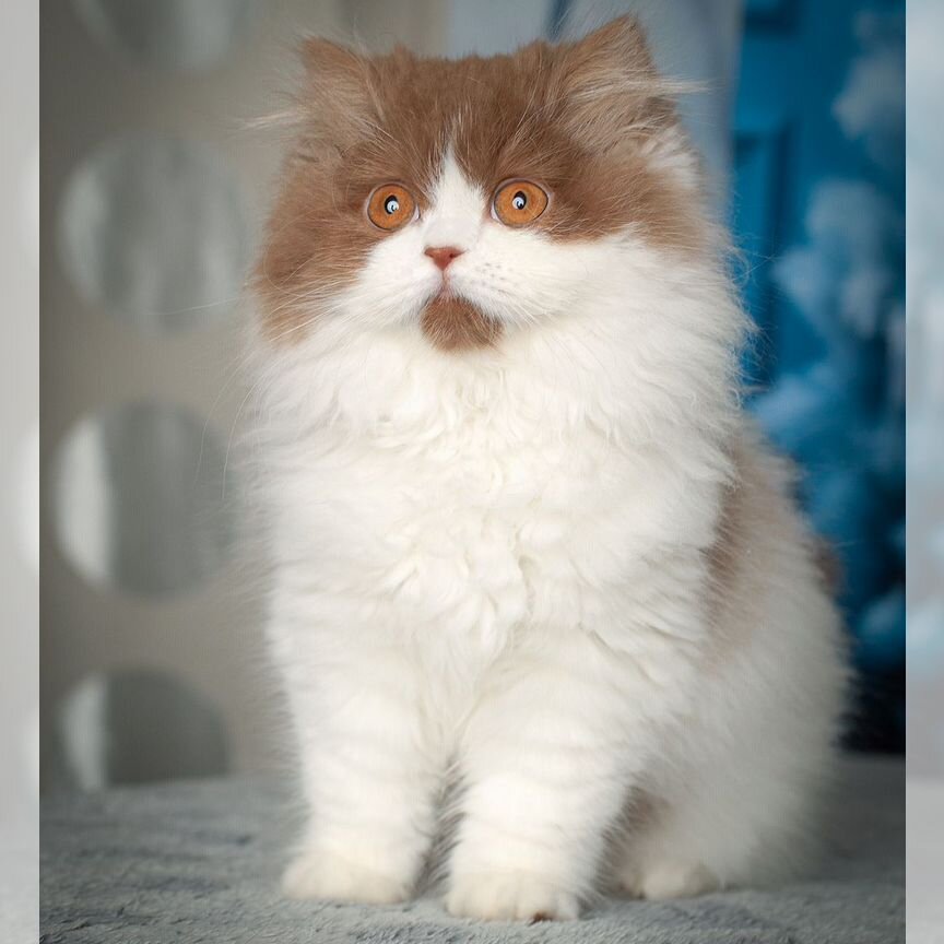 Британский длинношёрстный котёнок