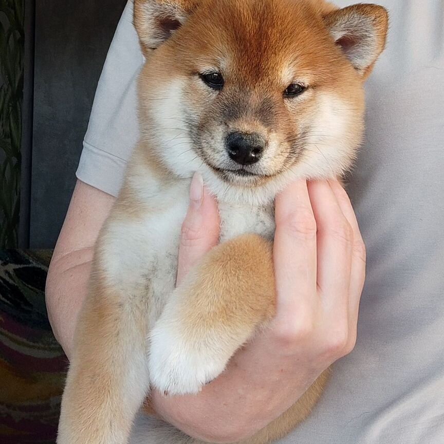 Собаки Сиба Ину щенки