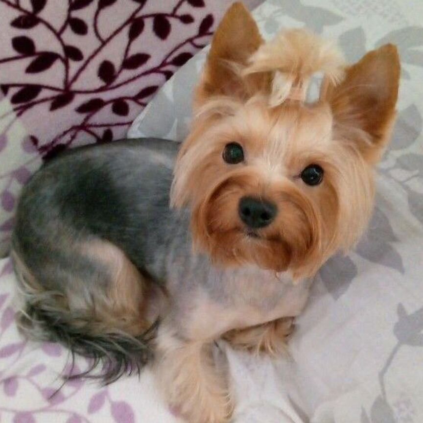 Йоркширский терьер, взрослая собака