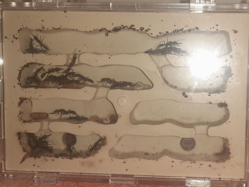 Муравьи Harpegnathos venator в формикарии