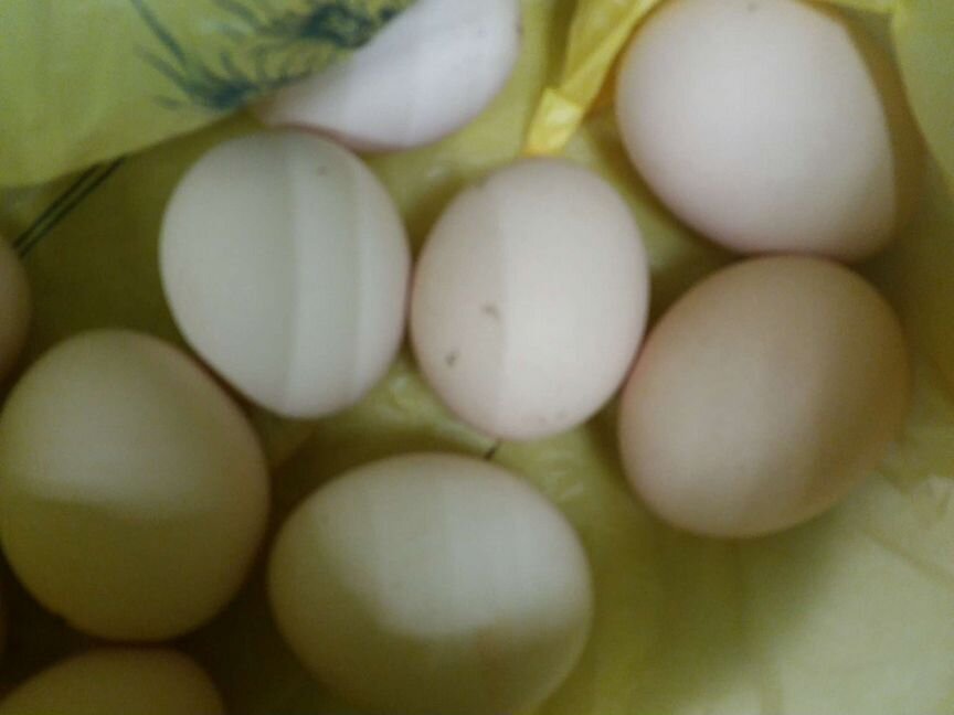 Куры несушки
