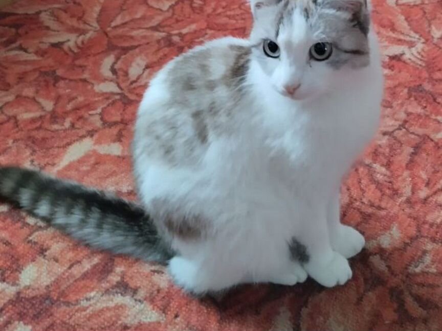 Красивая молодая кошка